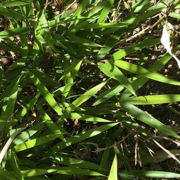 Yushania Maculata Care Guide: Water, Soil & Propagation - Plantiary