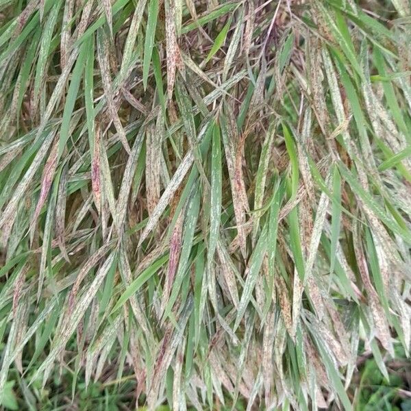 Yushania Velutina Plant Care & How to Grow, Water