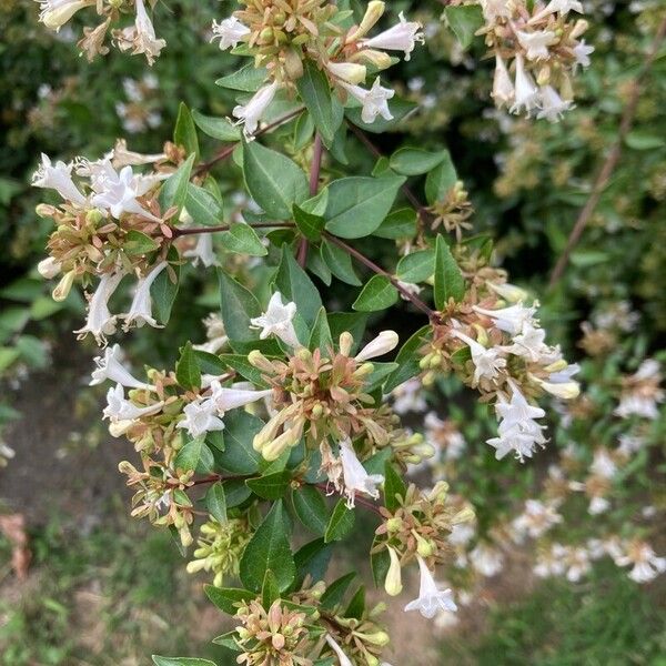 Handmaiden's Tears (Zabelia Triflora) Plant Care & How to Grow, Water