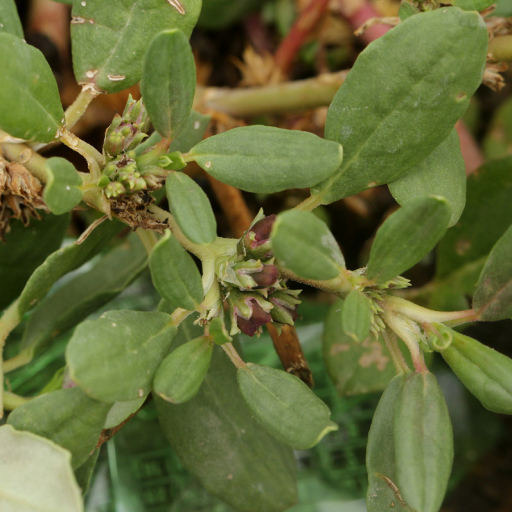 African Purslane (Zaleya Pentandra) Care Guide: Water, Soil ...