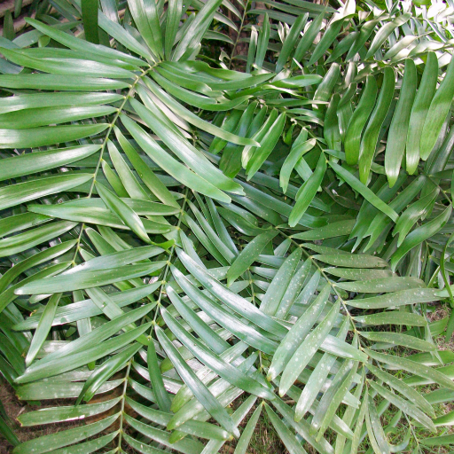 Zamia Amblyphyllidia Plant Care & How to Grow, Water