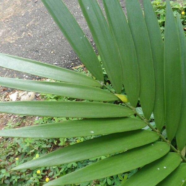 Zamia Encephalartoides Plant Care & How to Grow, Water