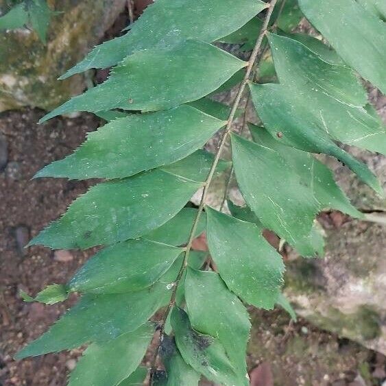 Cycad (Zamia Fischeri) Plant Care & How to Grow, Water