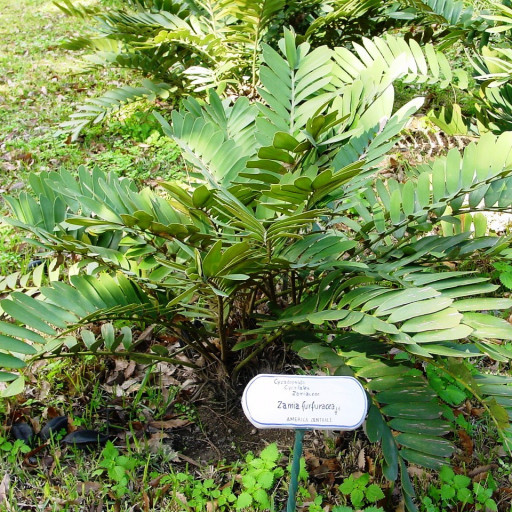 Cardboard Cycad (Zamia Furfuracea) Plant Care & How to Grow, Water