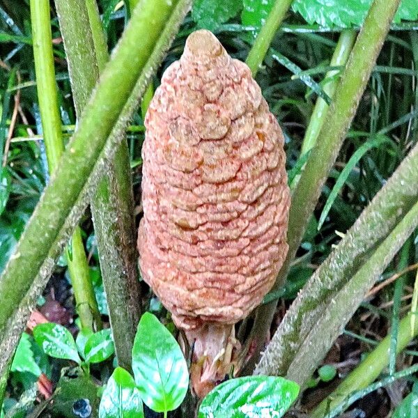 Zamia Loddigesii Plant Care & How to Grow, Water