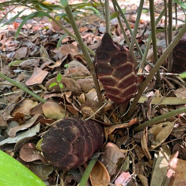 Zamia Lucayana Plant Care & How to Grow, Water