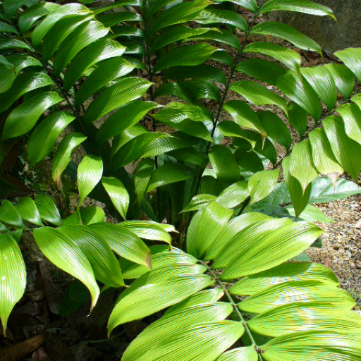 Zamia Neurophyllidia Plant Care & How to Grow, Water