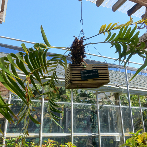 Zamia Pseudoparasitica Plant Care & How to Grow, Water