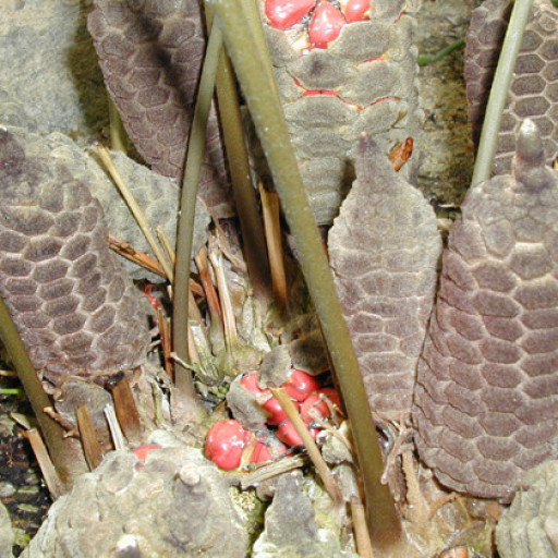 Coontie (Zamia Pumila) Plant Care & How to Grow, Water