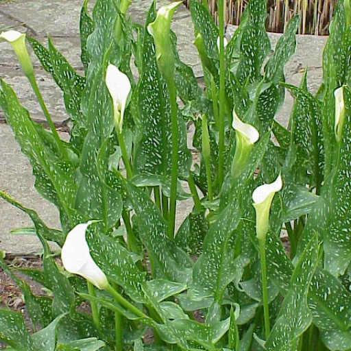 Spotted Calla Lily (Zantedeschia Albomaculata) Plant Care & How to Grow, Water
