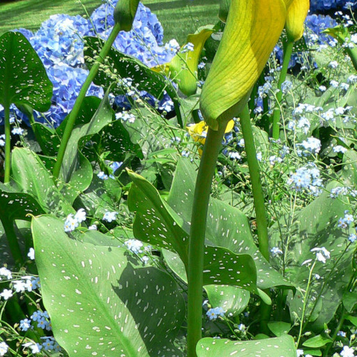 Golden Arum-Lily (Zantedeschia Elliottiana) Care Guide: Water, Soil ...