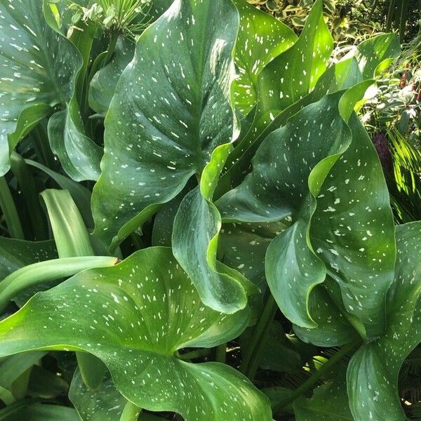 Zantedeschia Jucunda Plant Care & How to Grow, Water