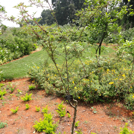 Andaliman (Zanthoxylum Acanthopodium) Plant Care & How to Grow, Water