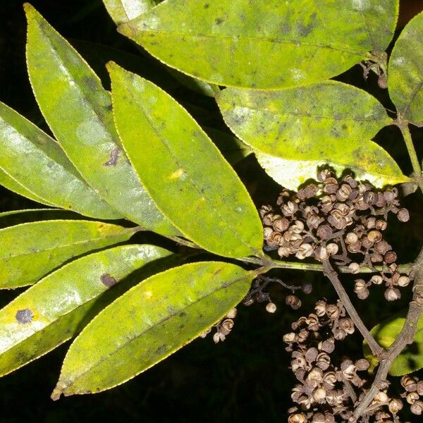 Zanthoxylum Acuminatum Plant Care & How to Grow, Water