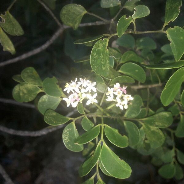 Zanthoxylum Albiflorum Plant Care & How to Grow, Water