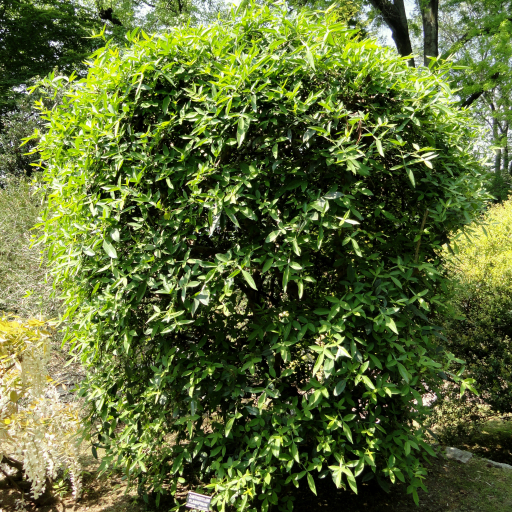 Winged Prickly Ash (Zanthoxylum Armatum) Plant Care & How to Grow, Water