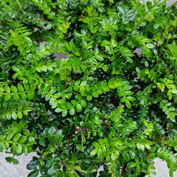 Zanthoxylum Beecheyanum Care Guide: Water, Soil & Propagation - Plantiary