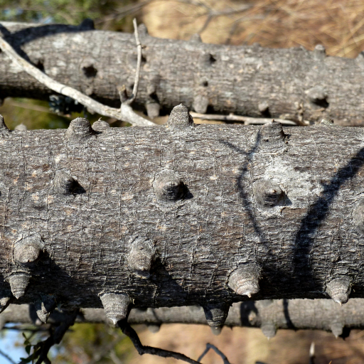 Small Knobwood (Zanthoxylum Capense) Plant Care & How to Grow, Water