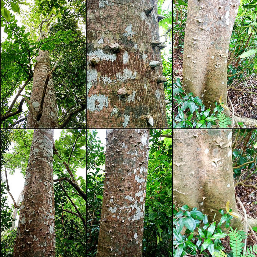 Prickly Yellow (Zanthoxylum Caribaeum) Plant Care & How to Grow, Water