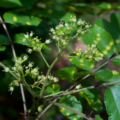 Toothache Tree (Zanthoxylum Clava-herculis) Plant Care & How to Grow, Water