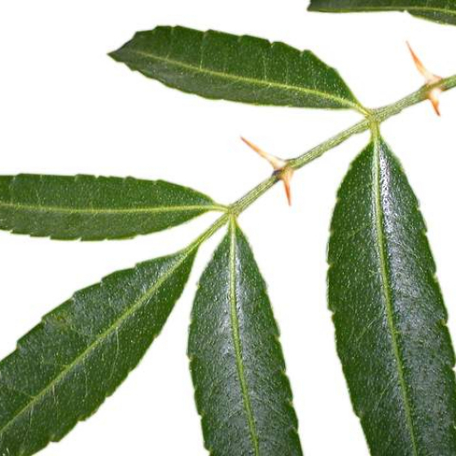 Zanthoxylum Coco Plant Care & How to Grow, Water