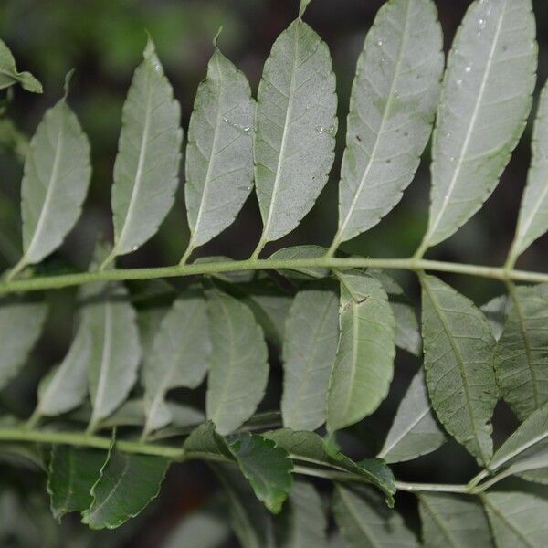 Zanthoxylum Elephantiasis Plant Care & How to Grow, Water