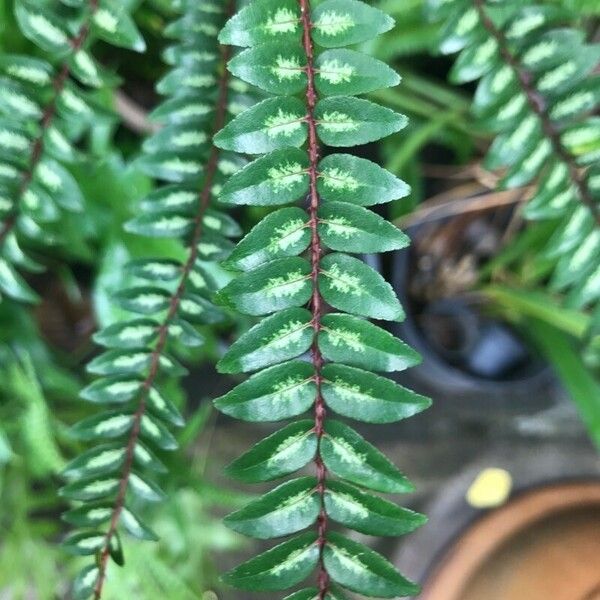 Zanthoxylum Heterophyllum Plant Care & How to Grow, Water