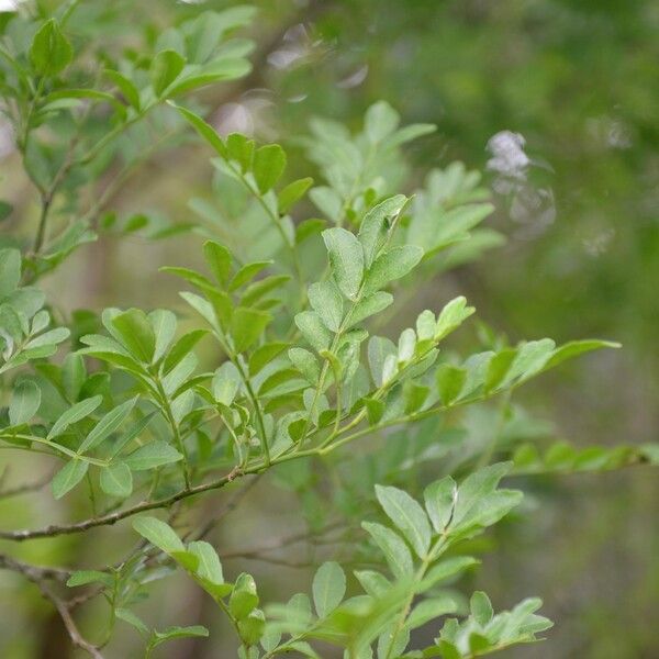 Zanthoxylum Insularis Plant Care & How to Grow, Water