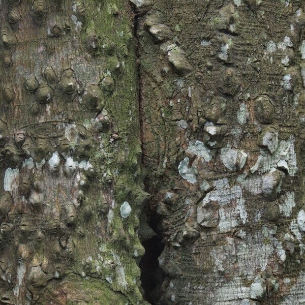 Zanthoxylum Lemairei Plant Care & How to Grow, Water