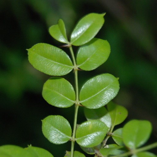 Dotted Pricklyash (Zanthoxylum Punctatum) Plant Care & How to Grow, Water