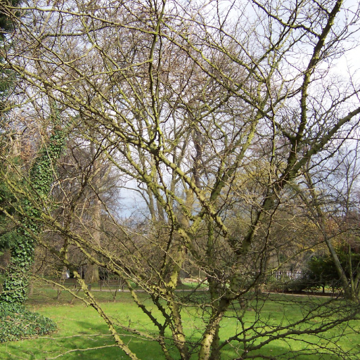 Chinese-pepper (Zanthoxylum Simulans) Plant Care & How to Grow, Water