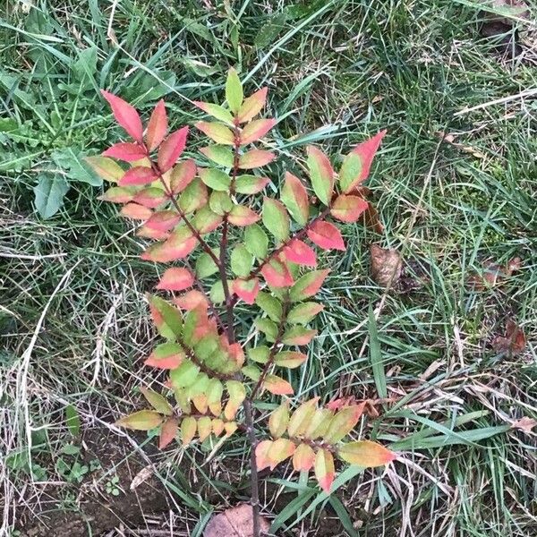 Zanthoxylum Stenophyllum Plant Care & How to Grow, Water