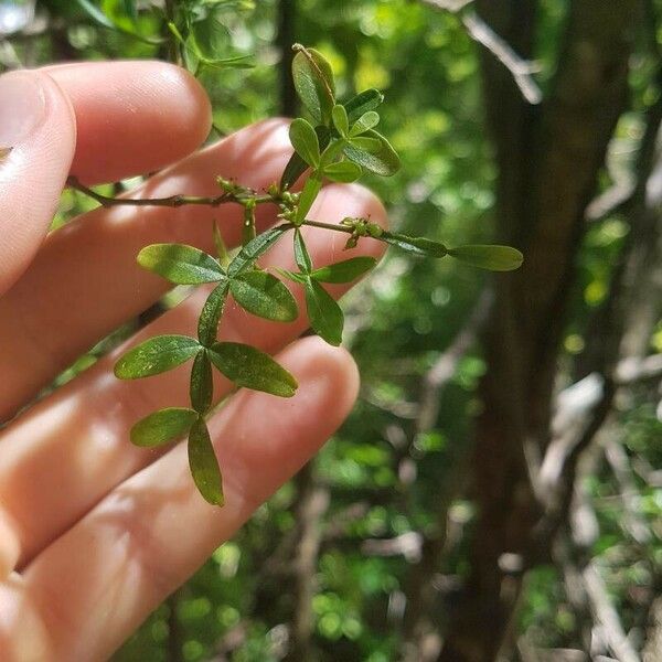Niaragato (Zanthoxylum Tragodes) Care Guide: Water, Soil & Propagation ...