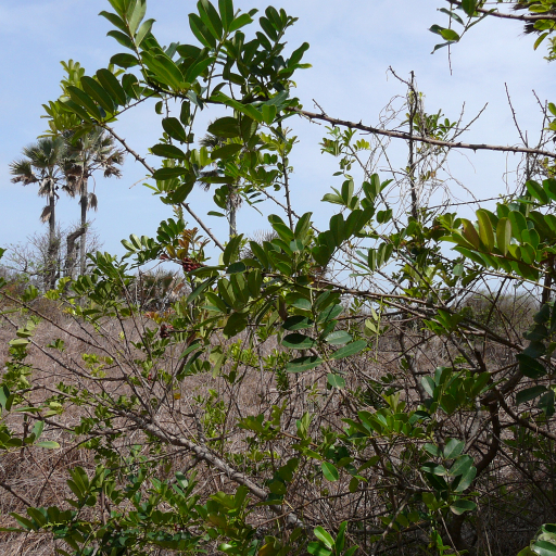 Yellowwood (Zanthoxylum Zanthoxyloides) Plant Care & How to Grow, Water