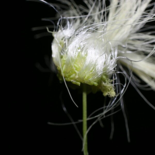 Schott's Stickpea (Zapoteca Formosa) Plant Care & How to Grow, Water