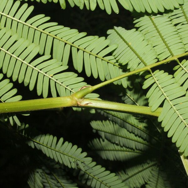 White Calliandra (Zapoteca Tetragona) Plant Care & How to Grow, Water