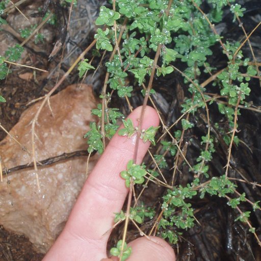 Shirazi Thyme (Zataria Multiflora) Plant Care & How to Grow, Water