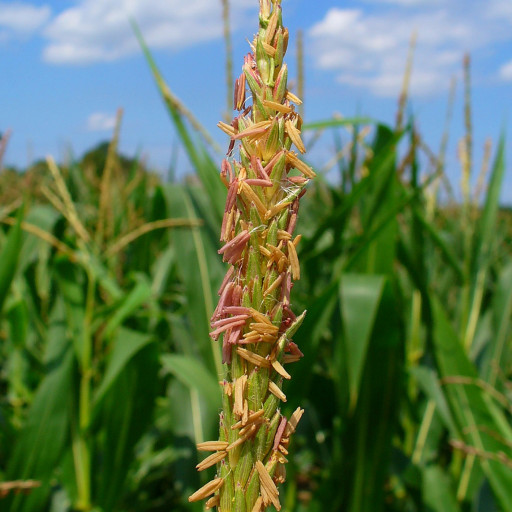 Maize (Zea Mays) Plant Care & How to Grow, Water