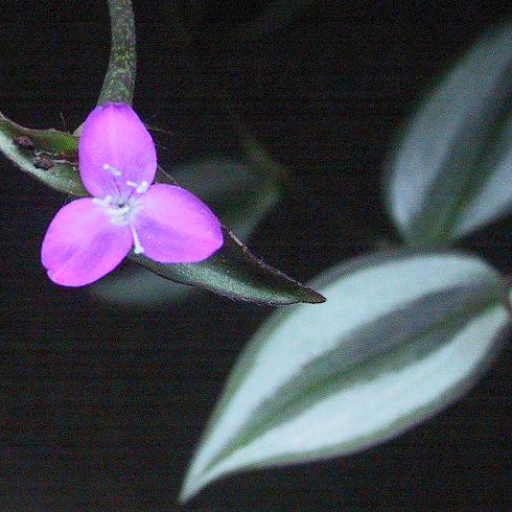 Silver Inch (Zebrina Pendula) Plant Care & How to Grow, Water