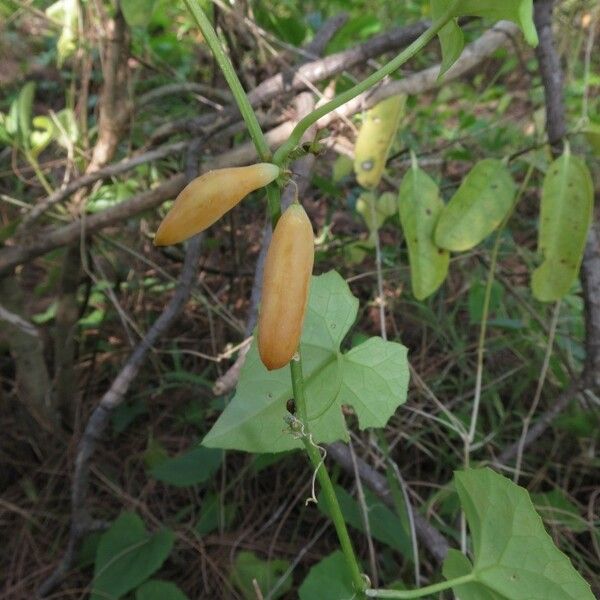 Zehneria Neocaledonica Care Guide: Water, Soil & Propagation - Plantiary