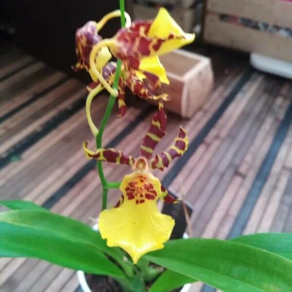 Zelenkoa Onusta Plant Care & How to Grow, Water