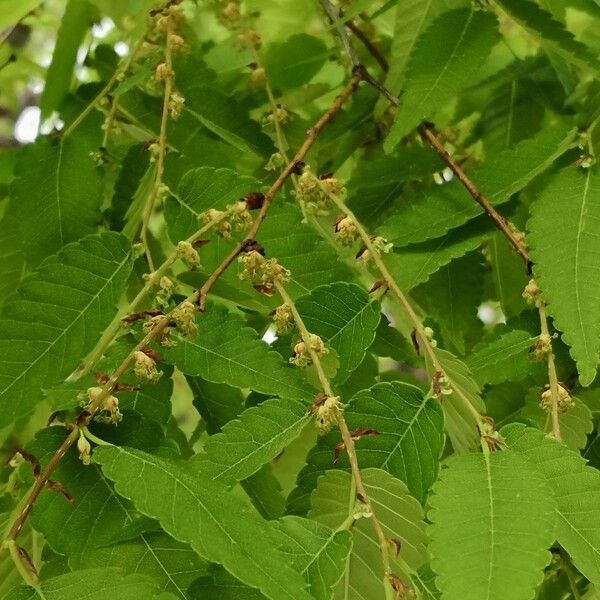 Chinese Zelkova (Zelkova Schneideriana) Plant Care & How to Grow, Water