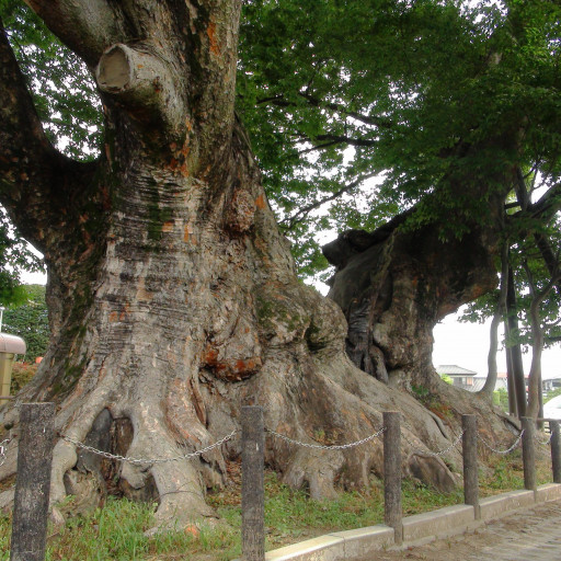 Japanese Zelkova (Zelkova Serrata) Plant Care & How to Grow, Water