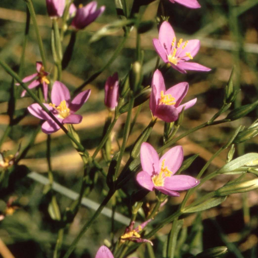 Arizona Centaury (Zeltnera Calycosa) Plant Care & How to Grow, Water