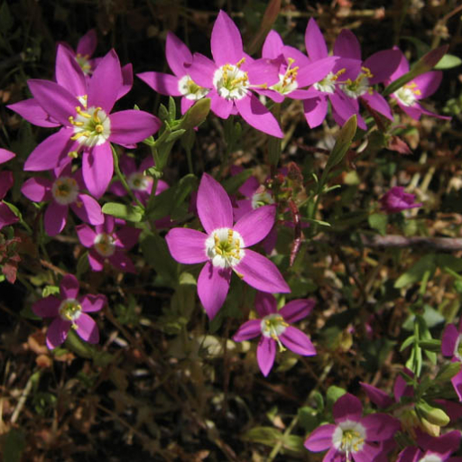 Red Tower Ginger (Costus Comosus) Plant Care & How to Grow, Water