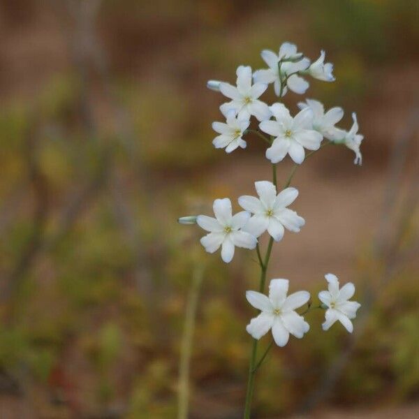 Zephyra Elegans Care Guide: Water, Soil & Propagation - Plantiary
