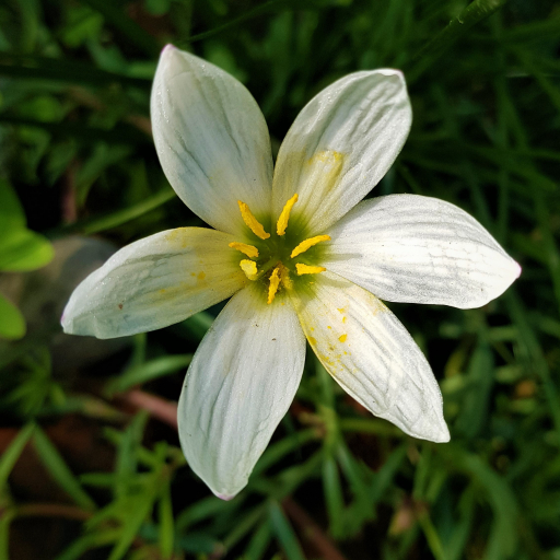 Fairy Lily (Zephyranthes Candida) Plant Care & How to Grow, Water