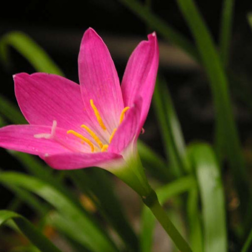 Pink Rain Lilly (Zephyranthes Rosea) Plant Care & How to Grow, Water