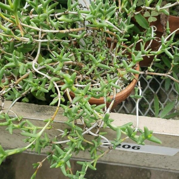 Zeuktophyllum Calycinum Plant Care & How to Grow, Water