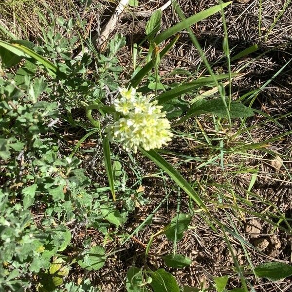 Meadow Deathcamas (Zigadenus Venenosus) Care Guide: Water, Soil ...